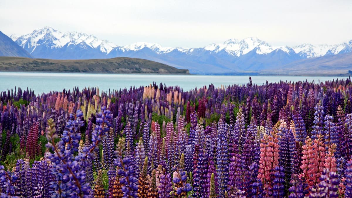 New Zealand Digital Nomad Visa: How to Apply | Freaking Nomads